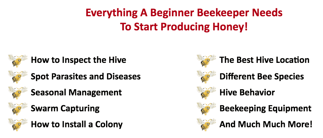 How to Start a Beehive - Step By Step Guide (Dec 2025)