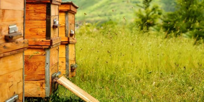 A Beginners Guide to Beehive Placement | EbeeHQ